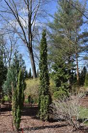 Cedar/Arborvitae: 'Sting' - 5Gal (Bl) – Sherwood Greenhouse and Garden ...
