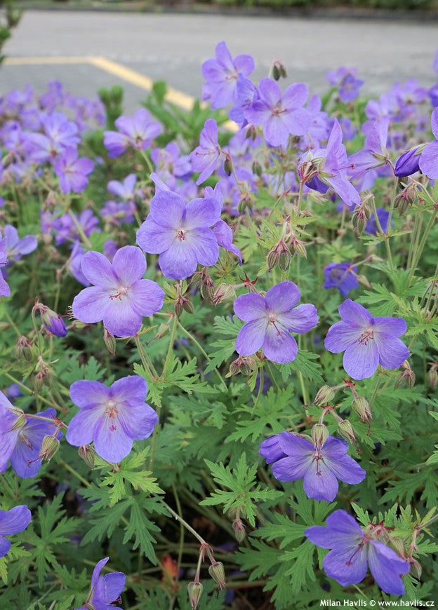 Geranium: 'Lilac Cranesbill' - 5.5" (VN) – Sherwood Greenhouse and ...