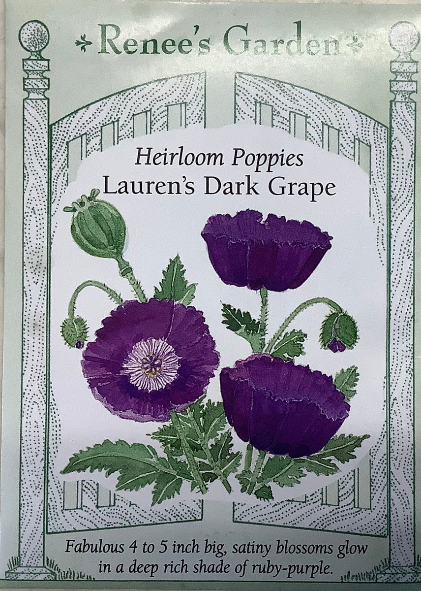 Poppies - Heirloom Lauren's Dark Grape – Sherwood Greenhouse and Garden ...