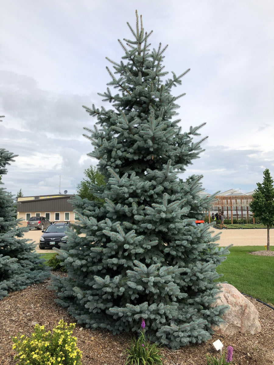 Spruce: 'Crystal Blue' 5g (Bl) – Sherwood Greenhouse and Garden Centre Ltd