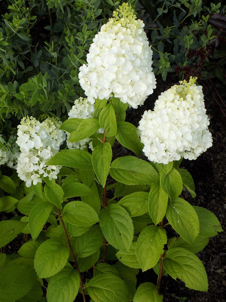Hydrangea: 'Kolmakilima' 'Moonrock' - 2 gal (Au) – Sherwood Greenhouse ...