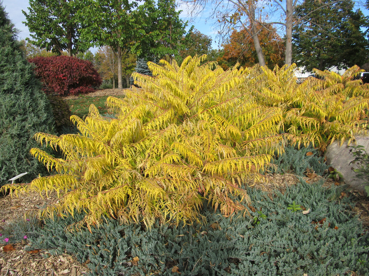 Staghorn Sumac: 'Tiger Eyes® Cutleaf' (FE) (Bl) – Sherwood Greenhouse ...